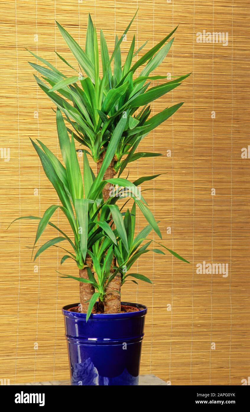 Giant Yucca (Yucca elephantipes syn. Yucca guatemalensis Stock Photo ... Giant Yucca (Yucca elephantipes syn. Yucca guatemalensis Stock Photo ...