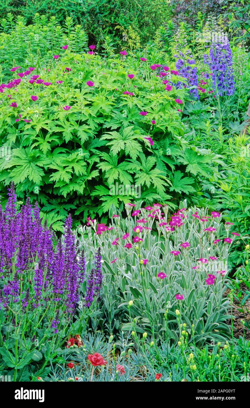 Perennial Flowerbed with Woodland Sage (Salvia nemorosa), Perennial ...