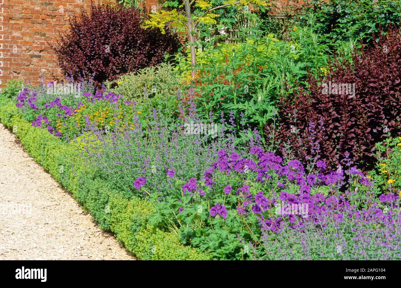 Perennial Flowerbed with Perennial Geranium (Geranium sp), Creeping ...