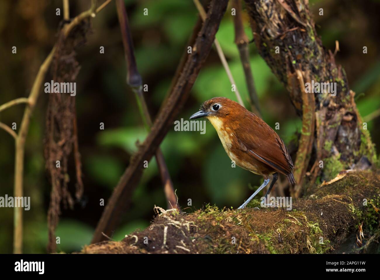 Yellow-breasted Antpitta - Grallaria flavotincta, special shy hidden ...