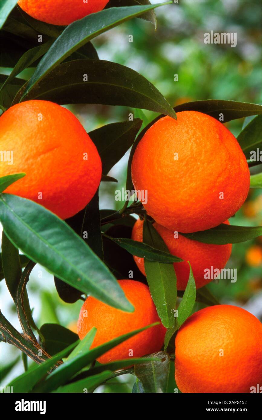 Citrus Reticulata High Resolution Stock Photography and Images - Alamy
