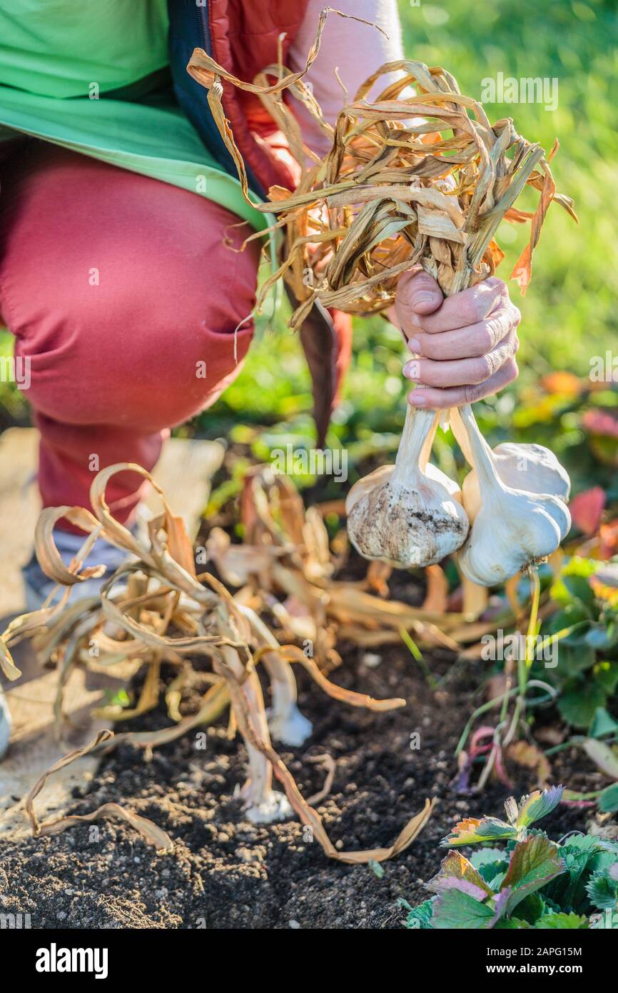 Harvest of garlic in summer Stock Photo - Alamy