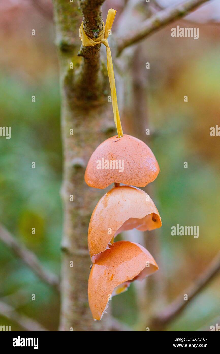 Egg shells preventively suspended in a tree against diseases: no ...