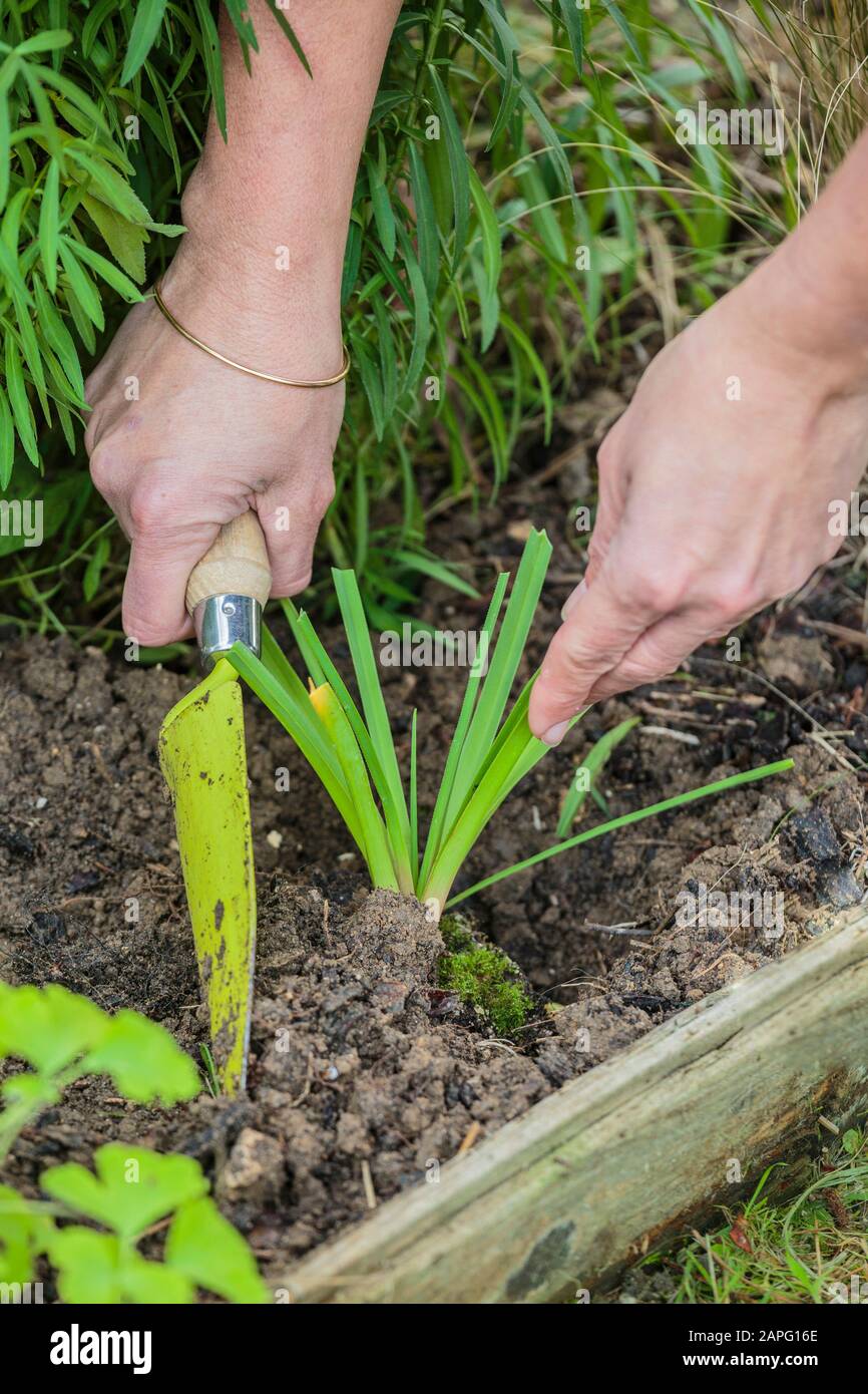 Planting a Tritoma (Kniphofia sp Stock Photo - Alamy