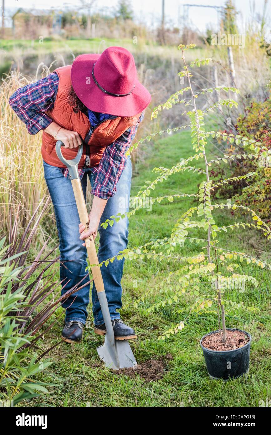 Woman planting a tree Thorn of Christ (Paliurus spina-christi), in ...