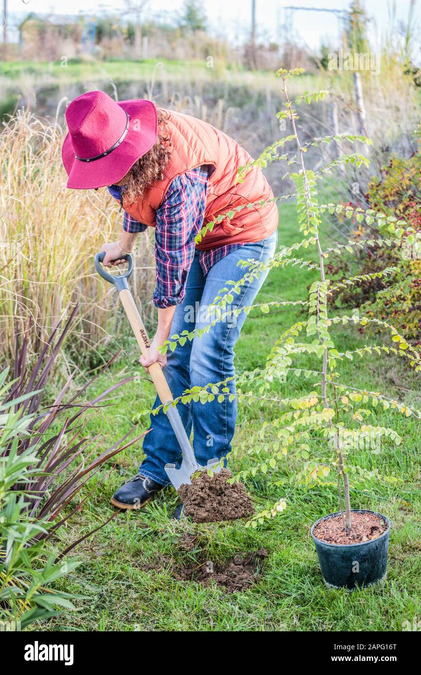 Woman planting a tree Thorn of Christ (Paliurus spina-christi), in ...