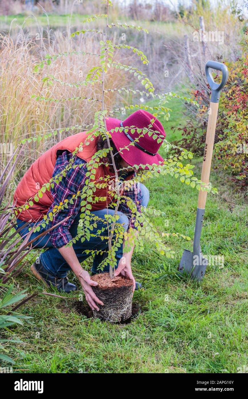 Planting a tree hi-res stock photography and images - Alamy