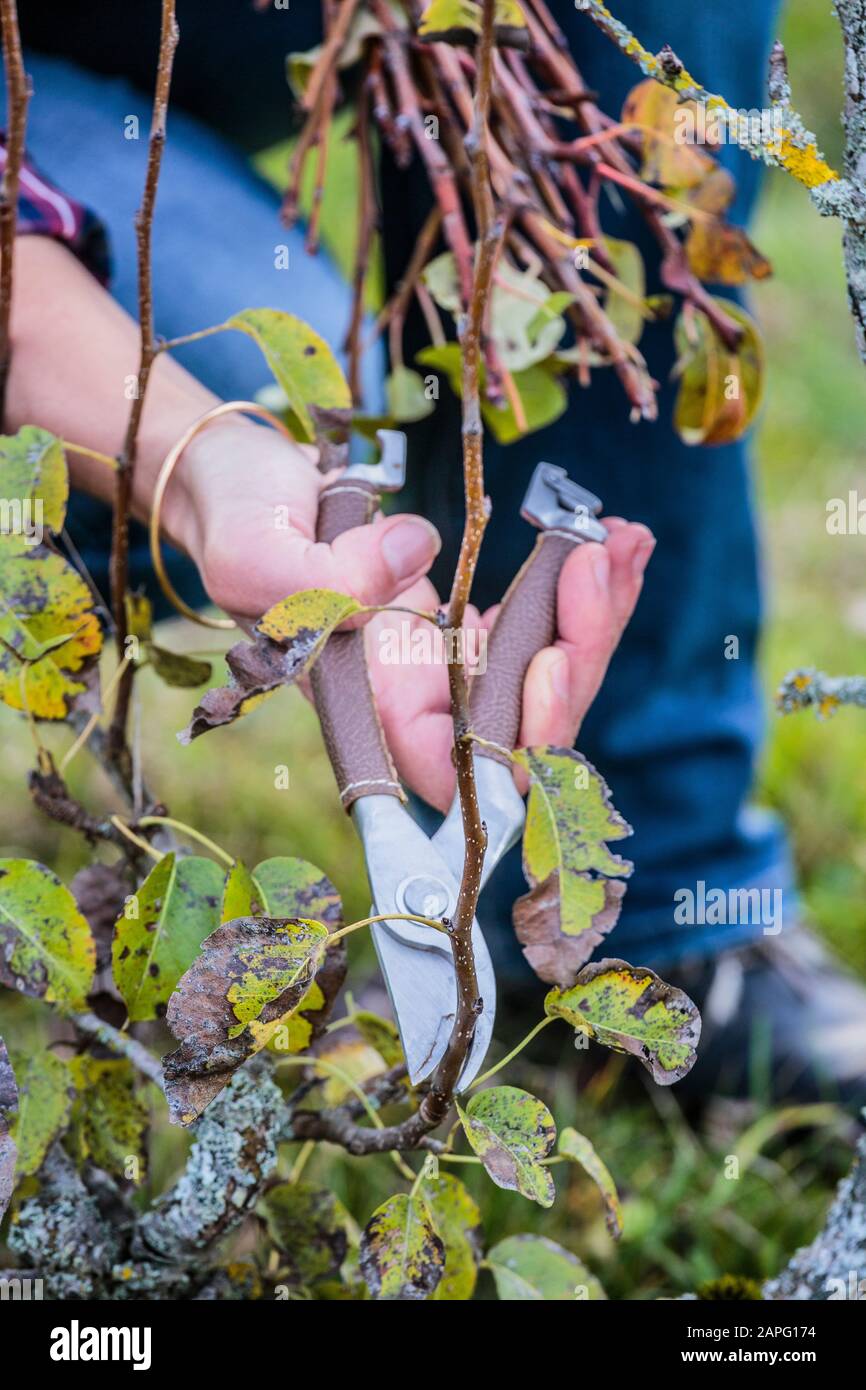 Pruning pear tree winter hi-res stock photography and images - Alamy