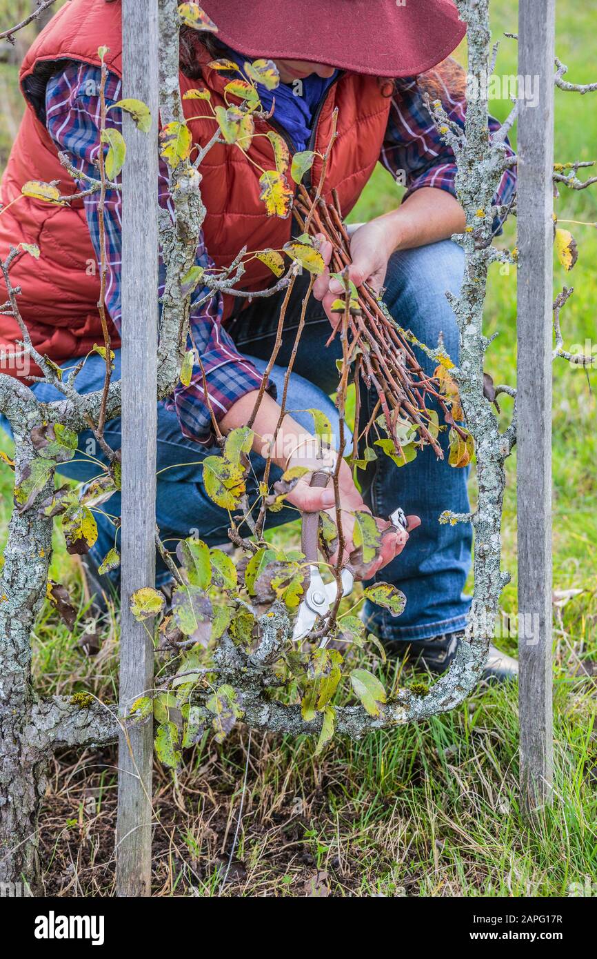 Pruning pear tree winter hi-res stock photography and images - Alamy