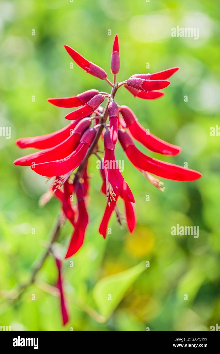 Bean coral hi-res stock photography and images - Alamy