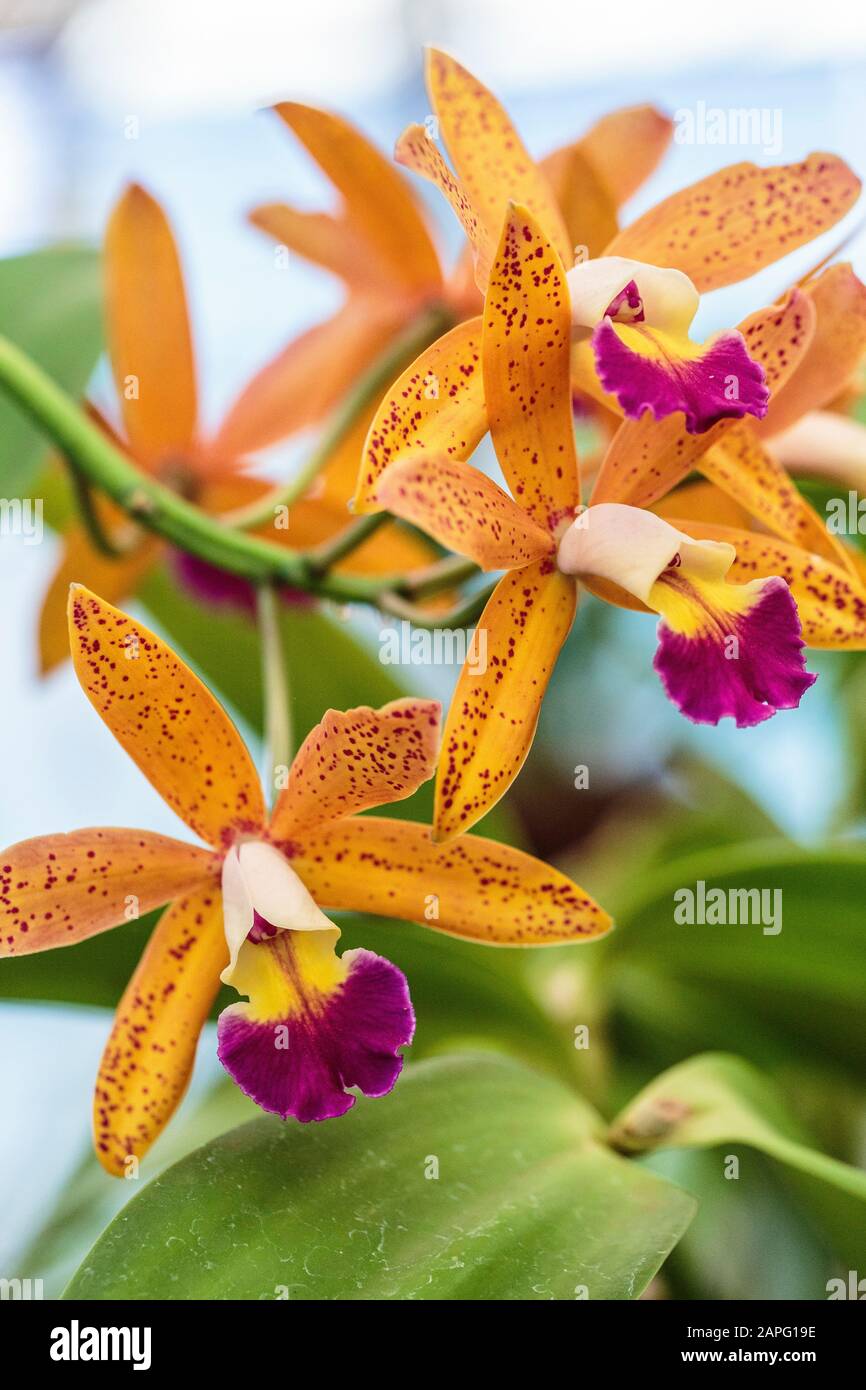 Laeliocattleya (x Laeliocattleya) 'Tropical Pointer' 'Cheetah' Stock ...