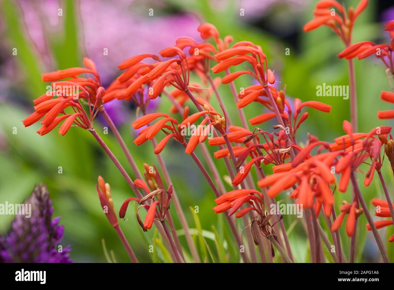 African Fire Lily (Cyrtanthus brachysiphon) in bloom Stock Photo - Alamy
