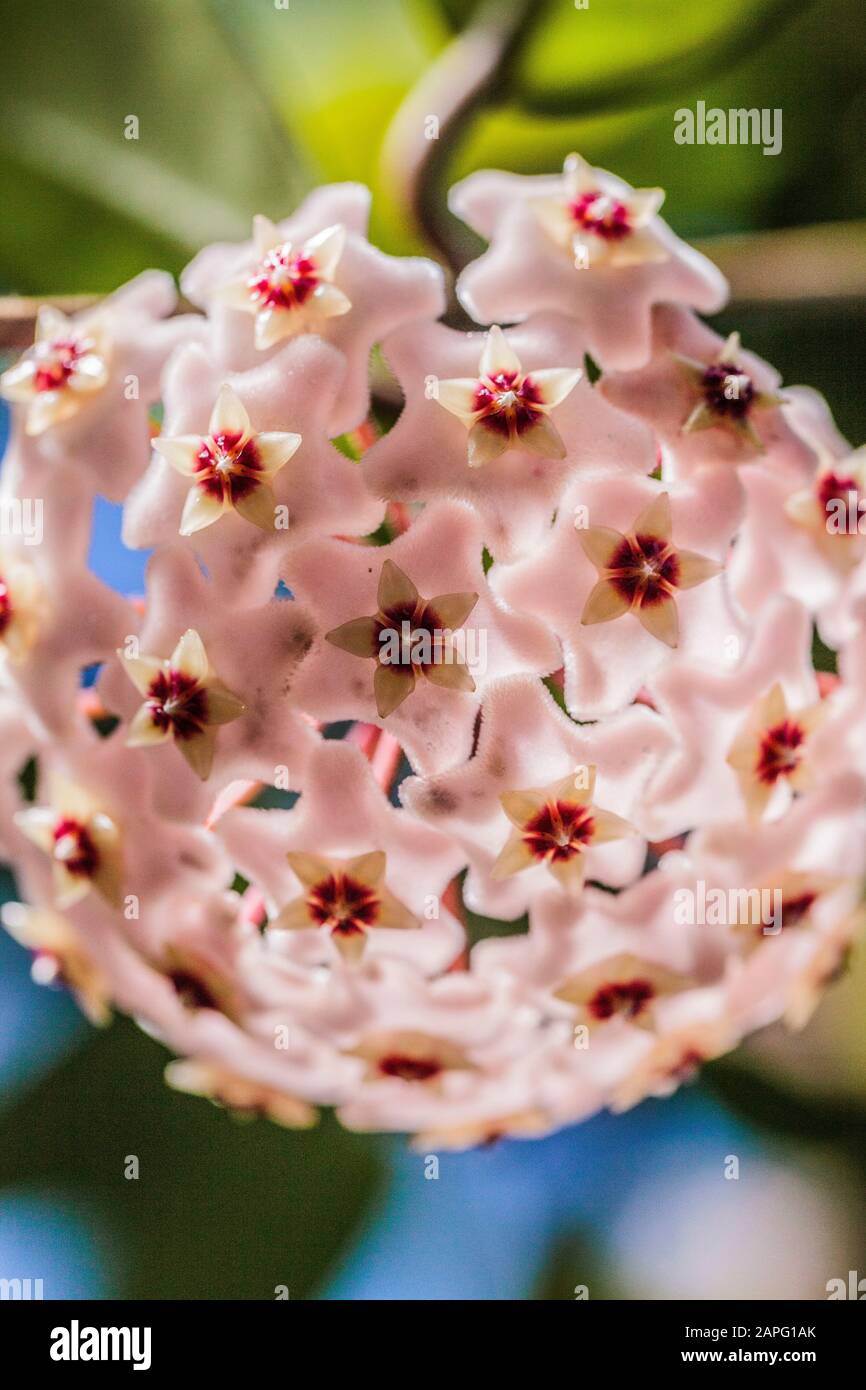 Porcelainflower (Hoya carnosa Stock Photo - Alamy