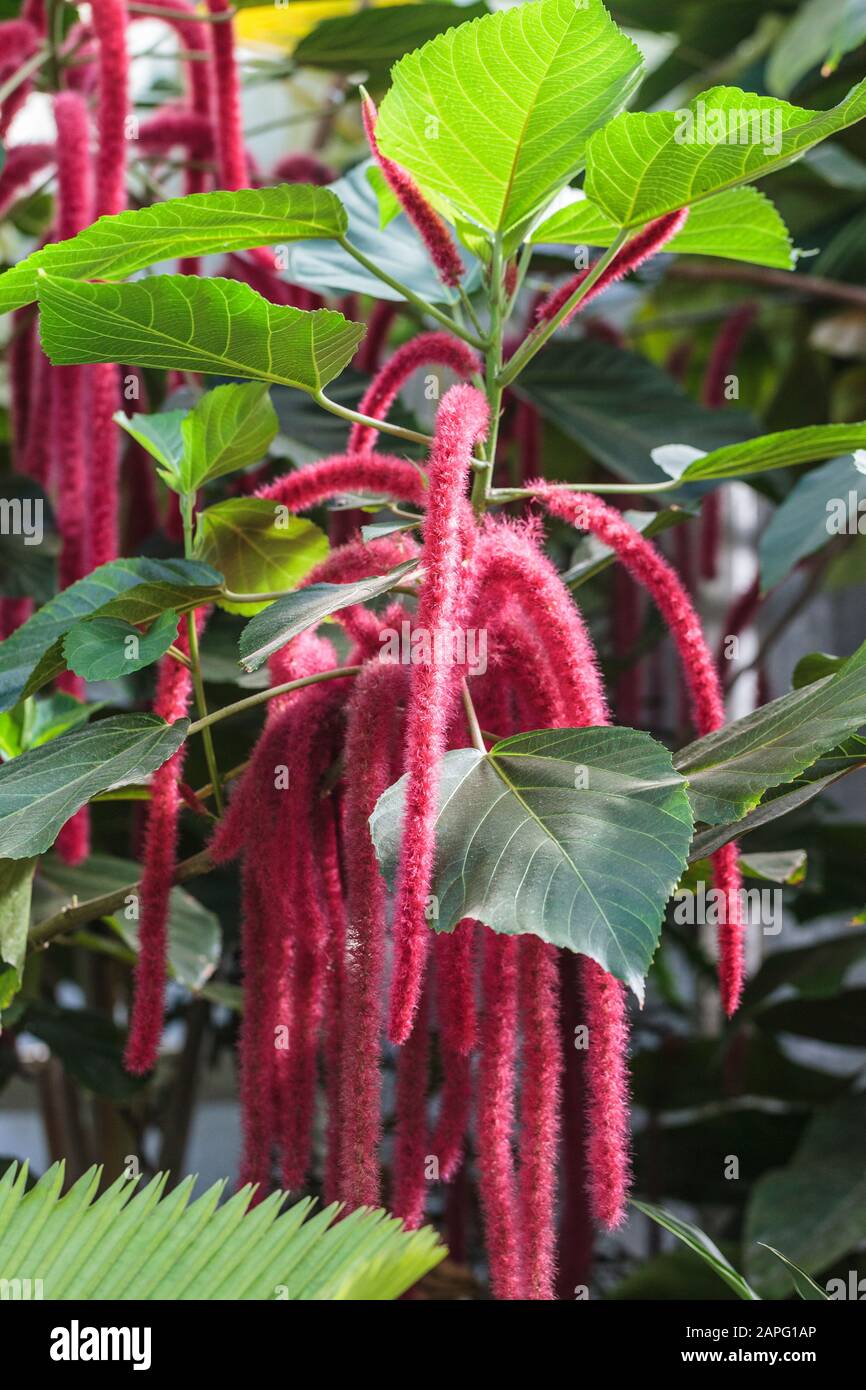 Acalypha hispida hi-res stock photography and images - Alamy