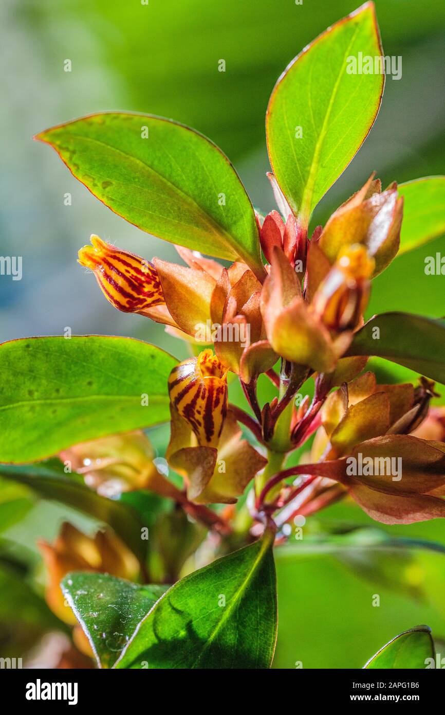 Goldfish plant nematanthus tropicana hi-res stock photography and ...