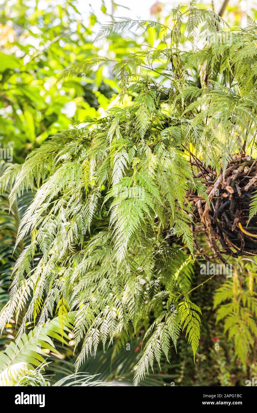 Hare's Foot Fern (Davallia sp) indoor Stock Photo - Alamy