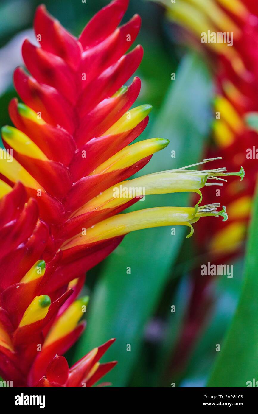 Flaming Sword Bromeliad (Vriesea carinata) floral spike Stock Photo - Alamy