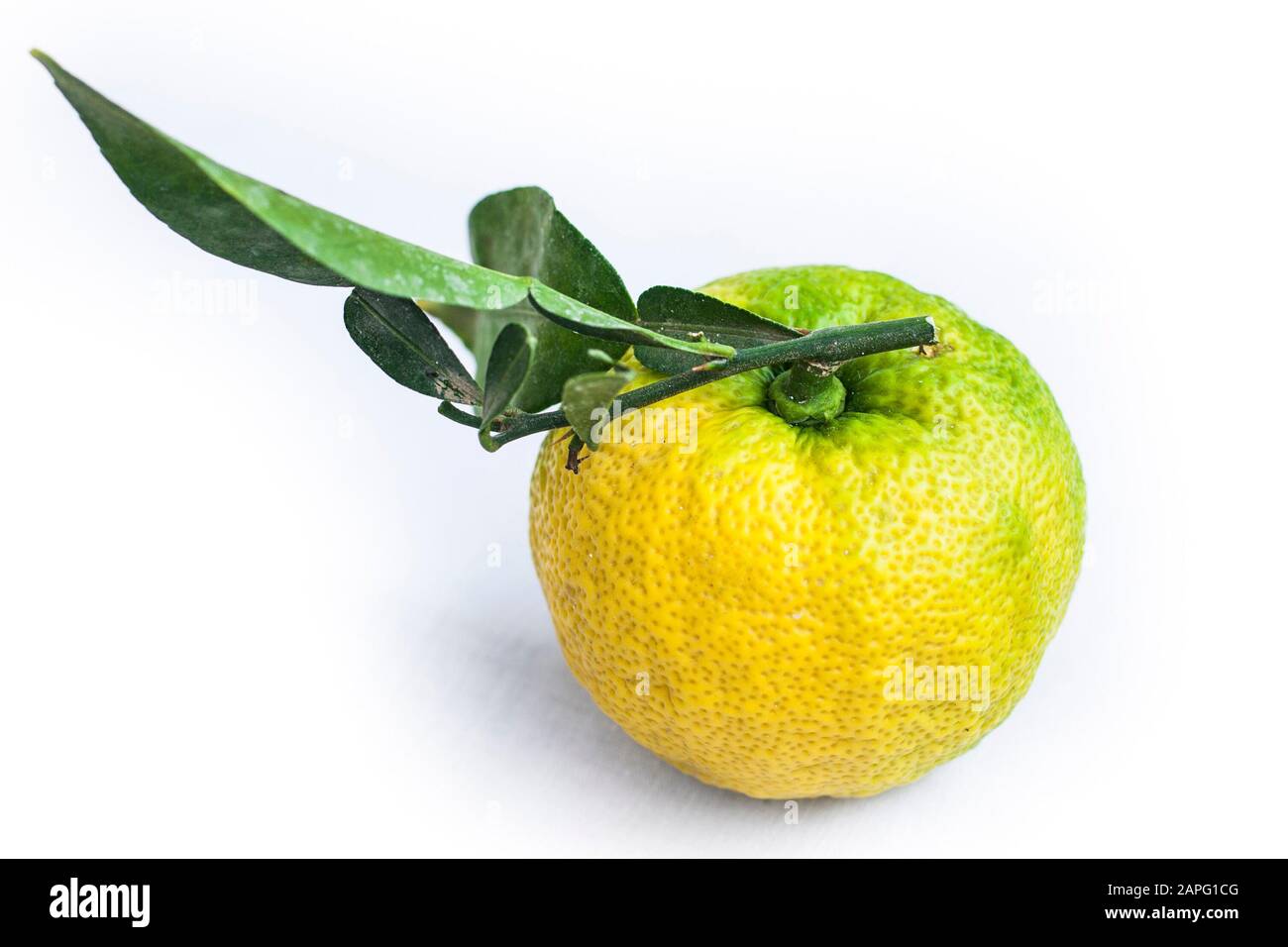 Yuzu fruit studio Stock Photo - Alamy
