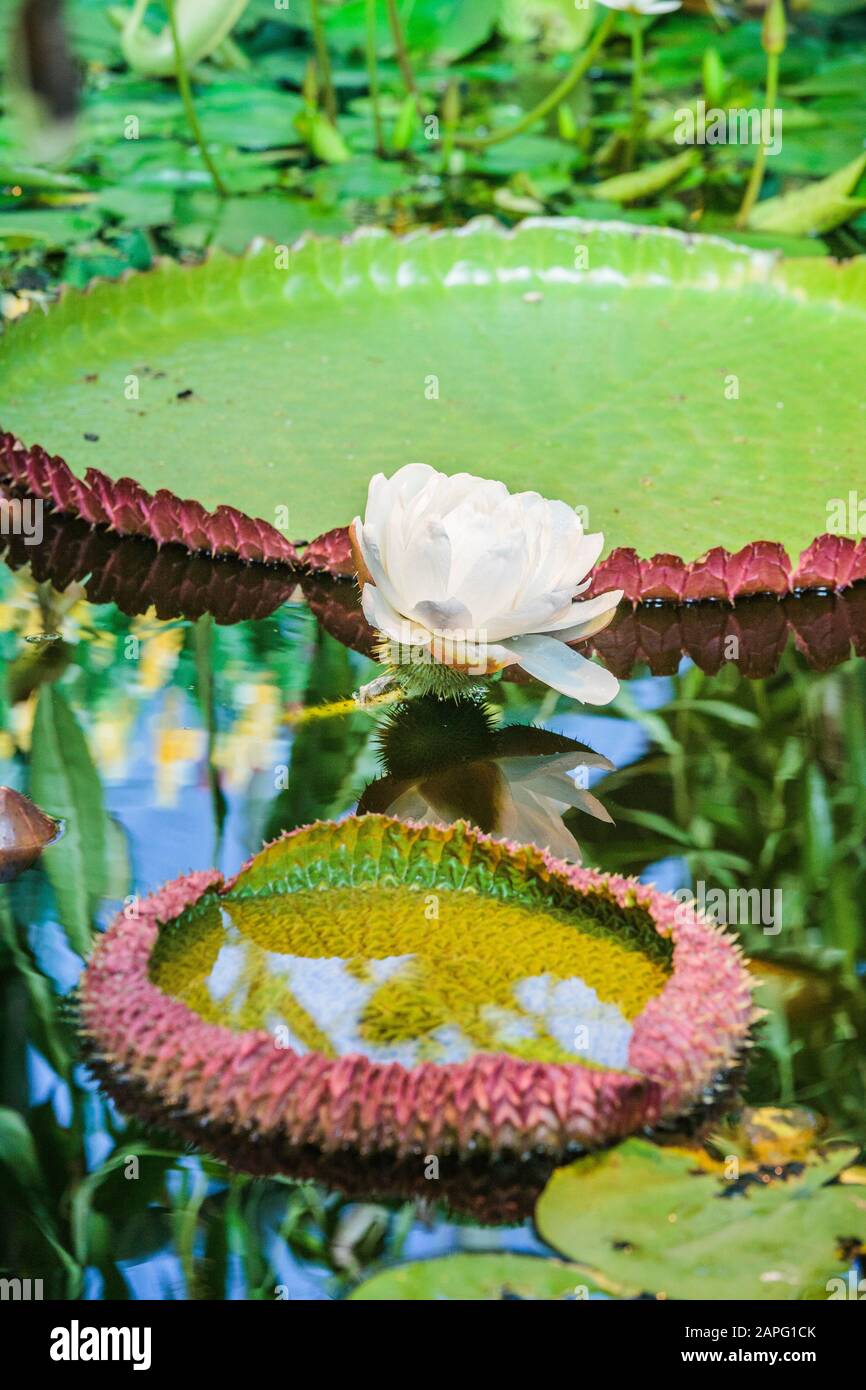 Victoria regia lily hi-res stock photography and images - Alamy