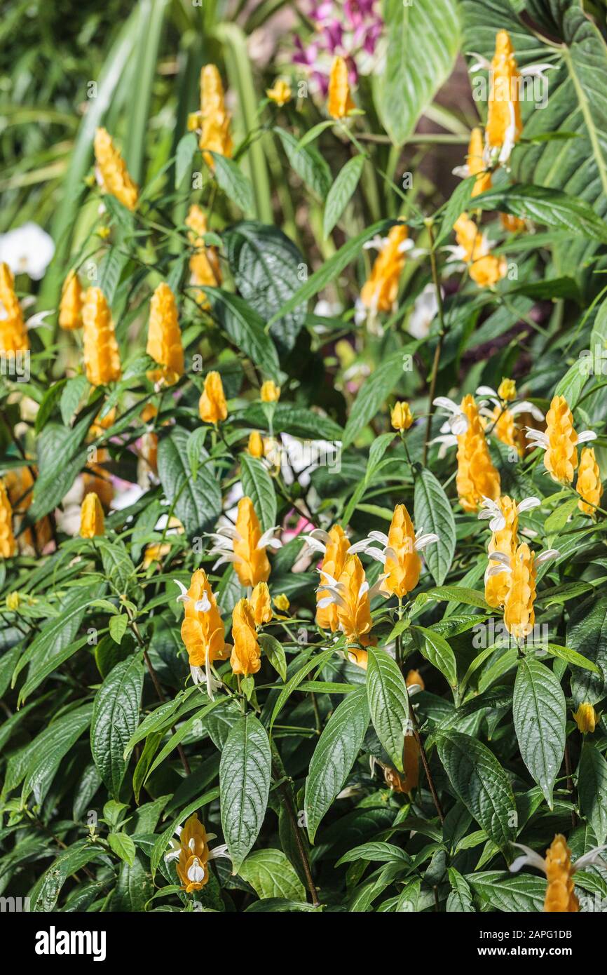 Golden shrimp plant (Pachystachys lutea) in bloom Stock Photo - Alamy