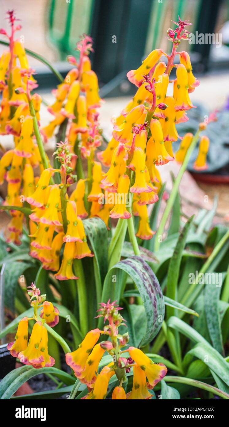 Cape Cowslip (Lachenalia aloides) 'Quadricolor' flowers in interior. This bulbous flower is not ...