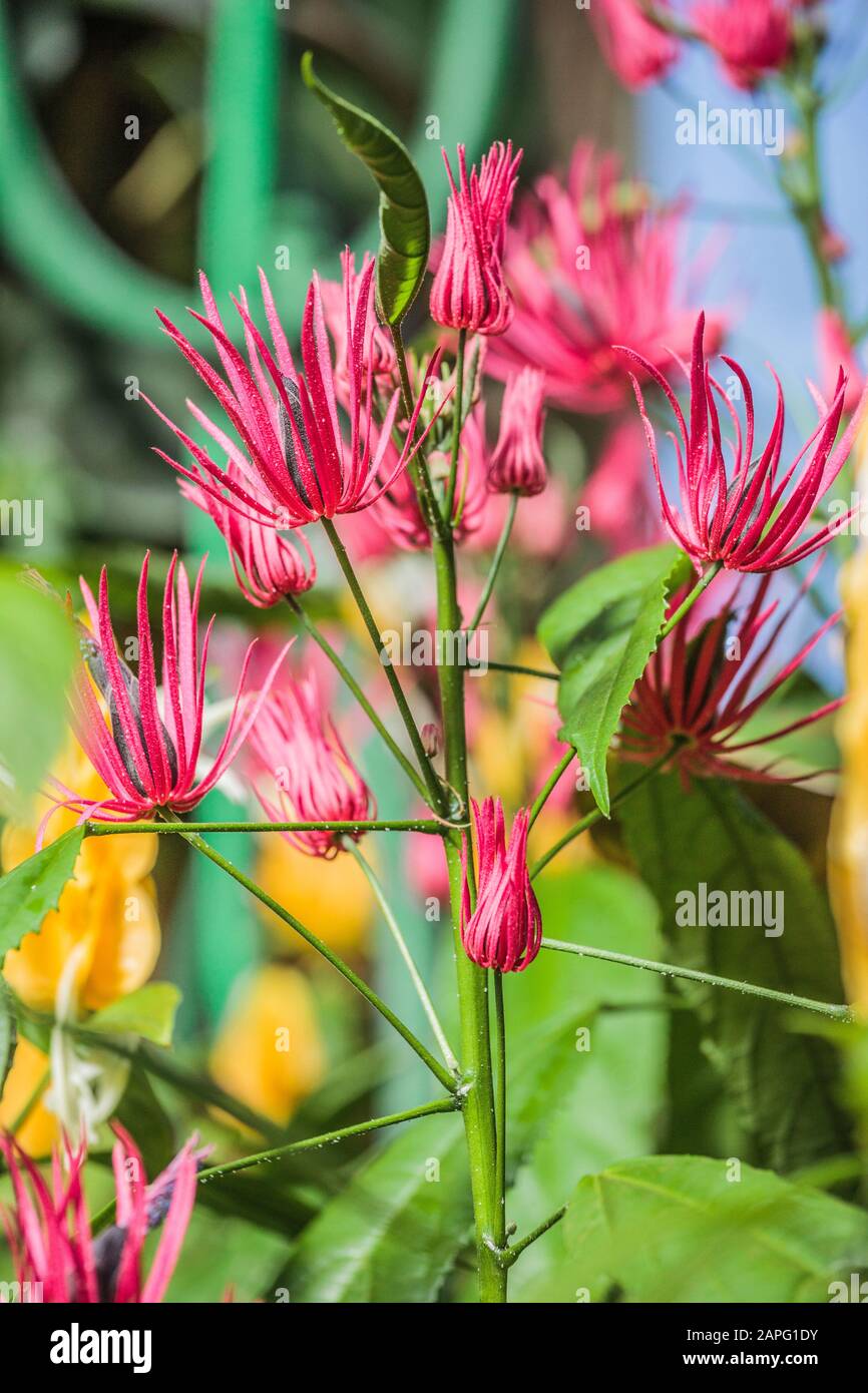 Brazilian candle (Pavonia multiflora) in bloom Stock Photo - Alamy