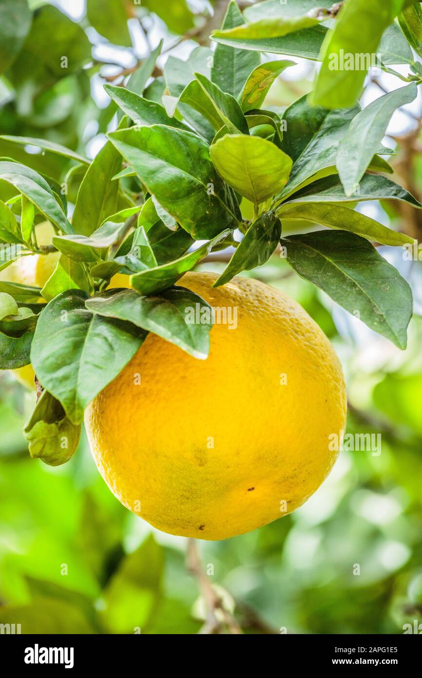 'Moro' blood orange fruit Stock Photo - Alamy