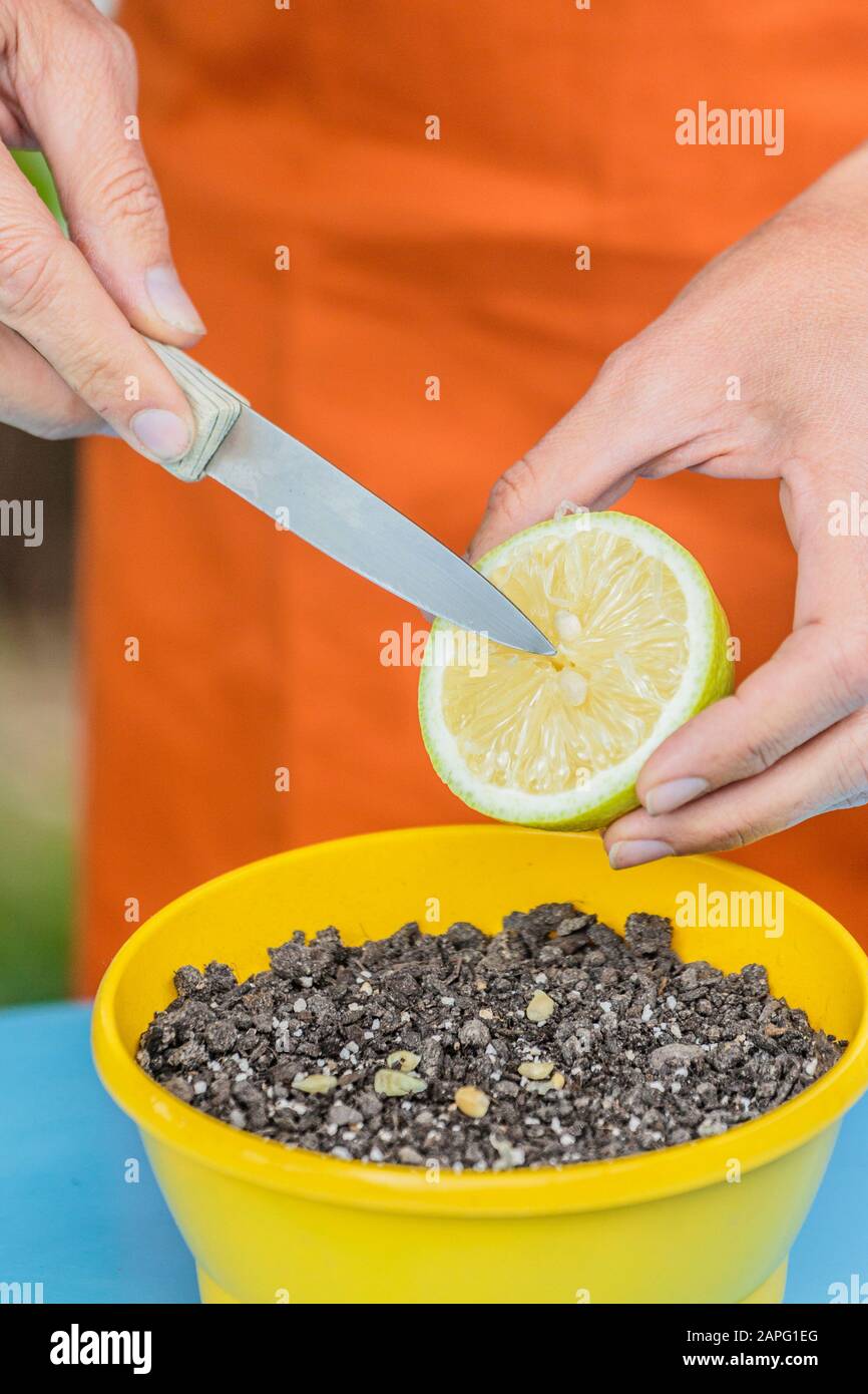 Seedlings of potted lemon seeds: the more fresh the seed, the better ...