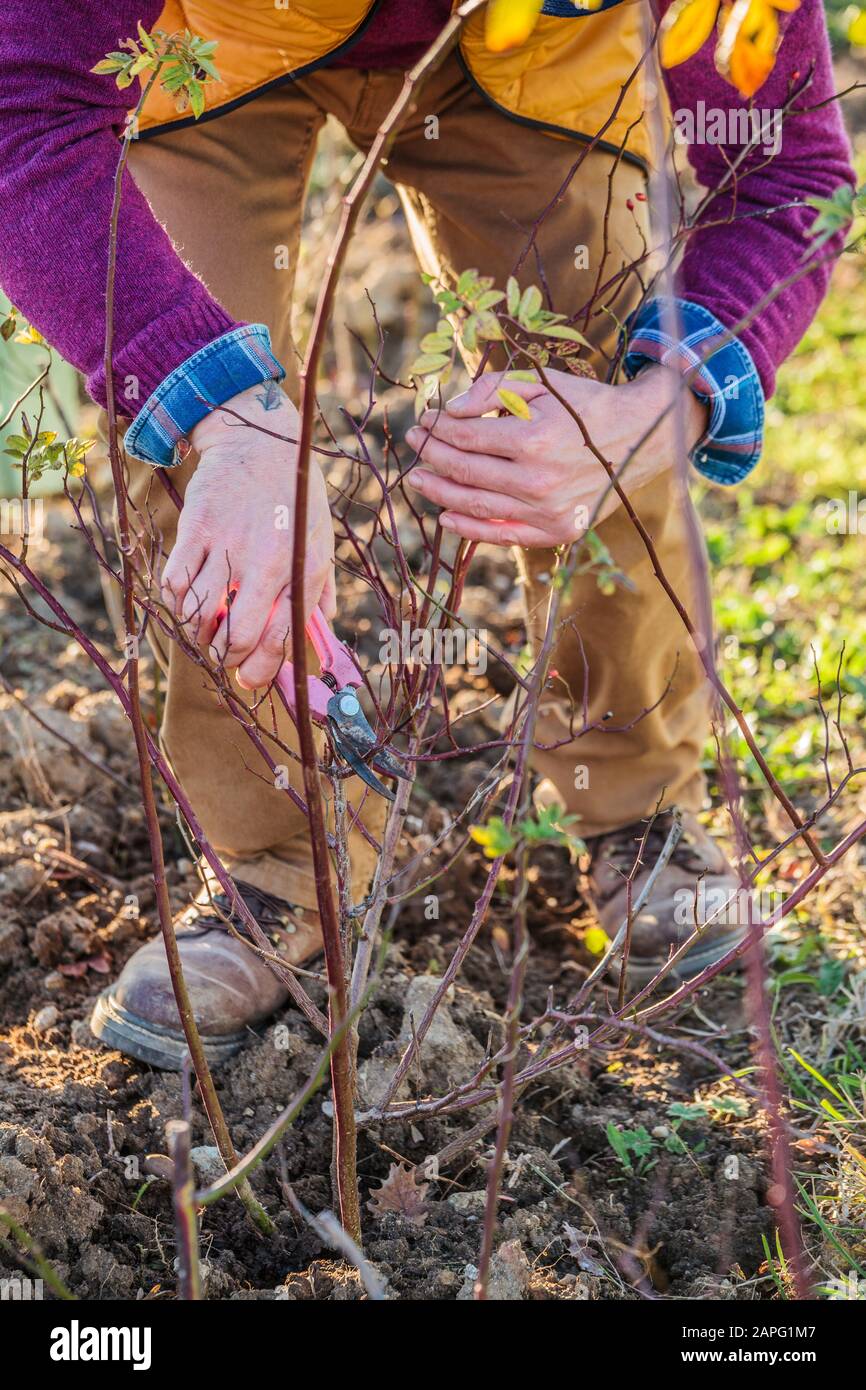 Rose prune hi-res stock photography and images - Alamy