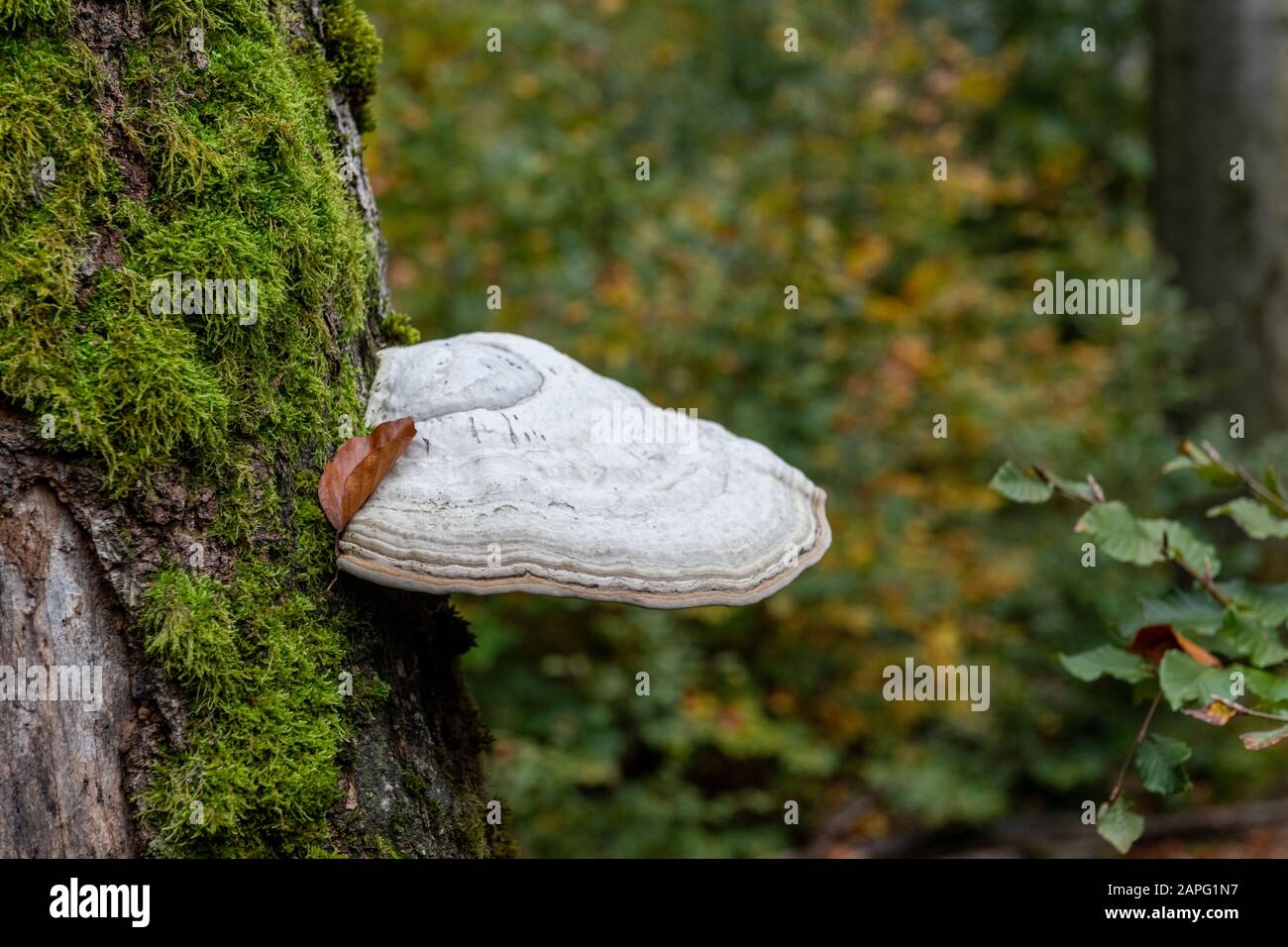 Fomes Sp High Resolution Stock Photography and Images - Alamy