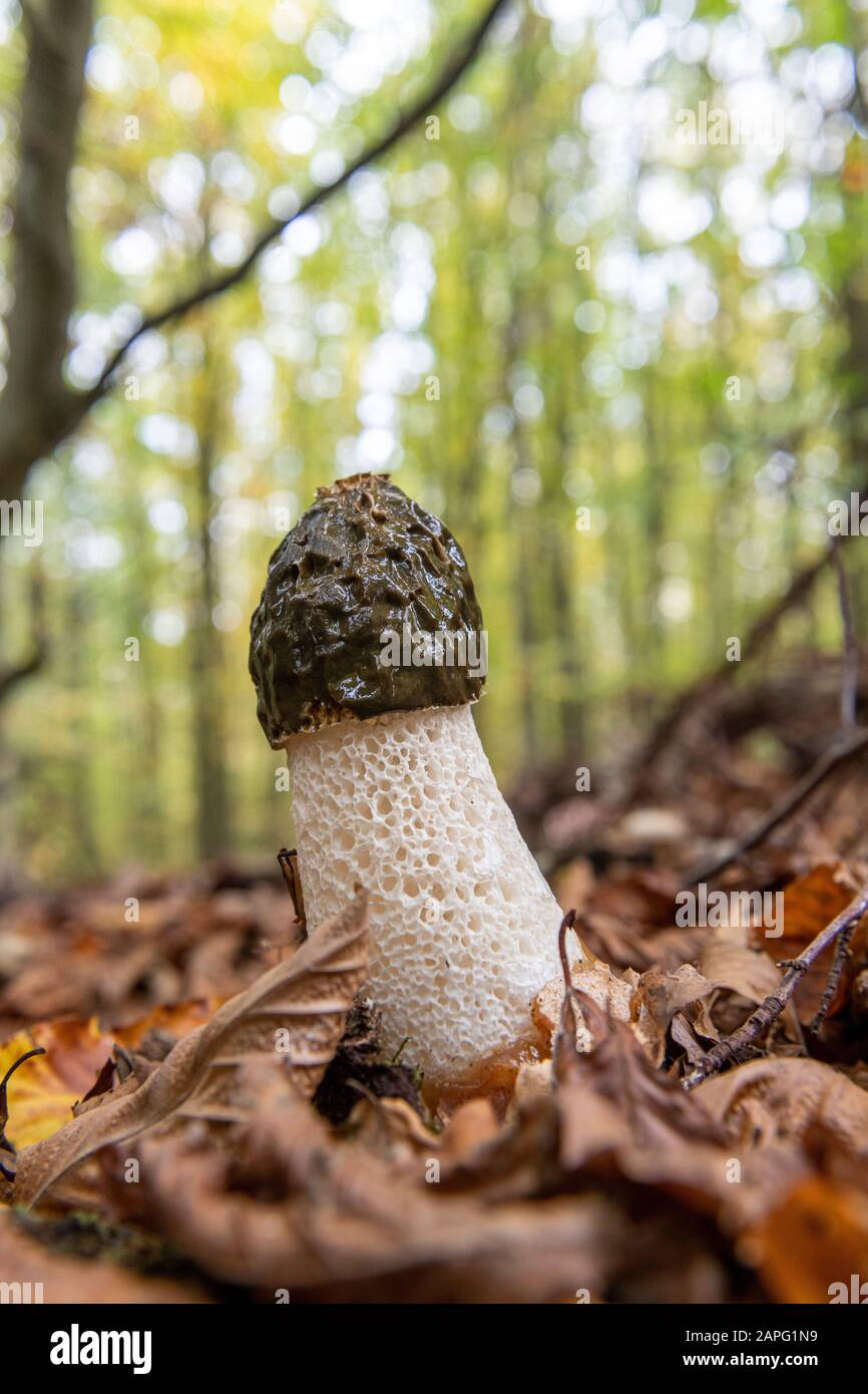 Impudicus hi-res stock photography and images - Alamy