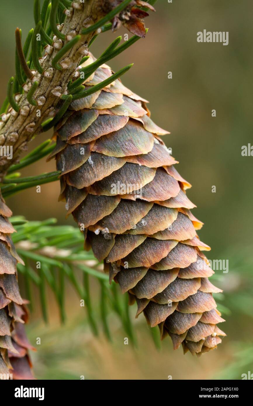 Wilson's Spruce (Picea wilsonii) cone Stock Photo - Alamy