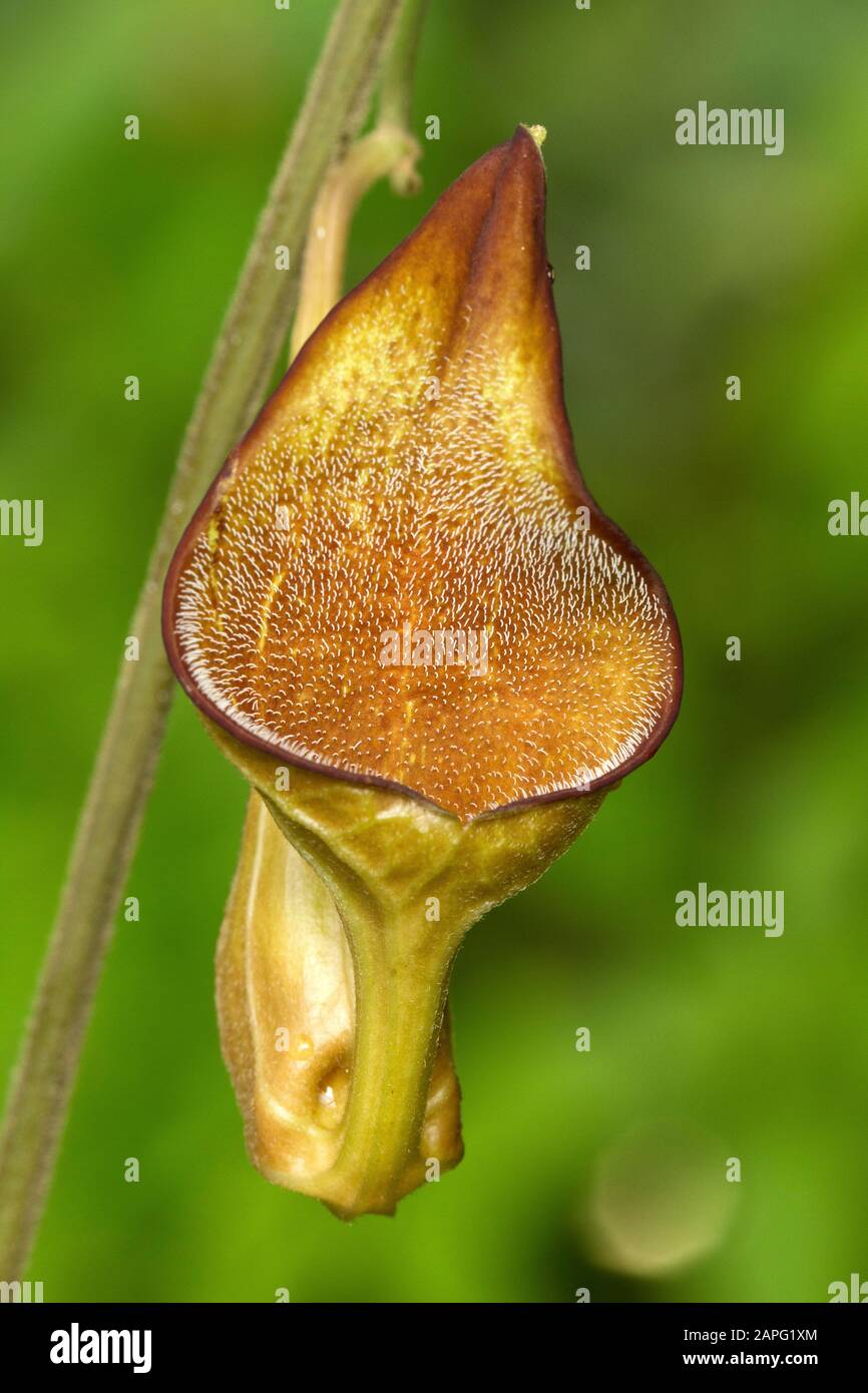 Florida Dutchman's pipe ((Aristolochia maxima) flower Stock Photo - Alamy
