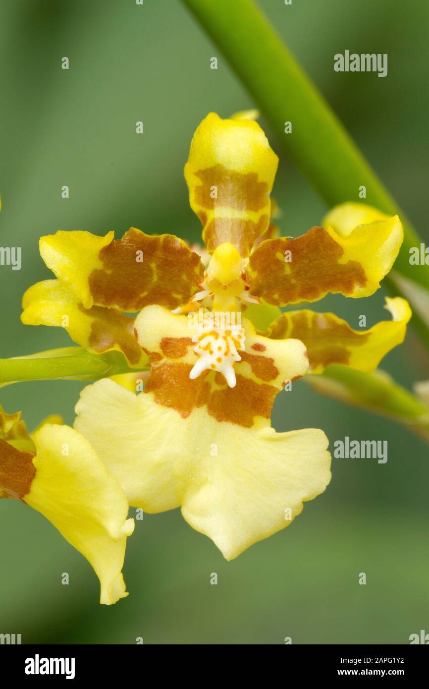 Oncidium hi-res stock photography and images - Alamy