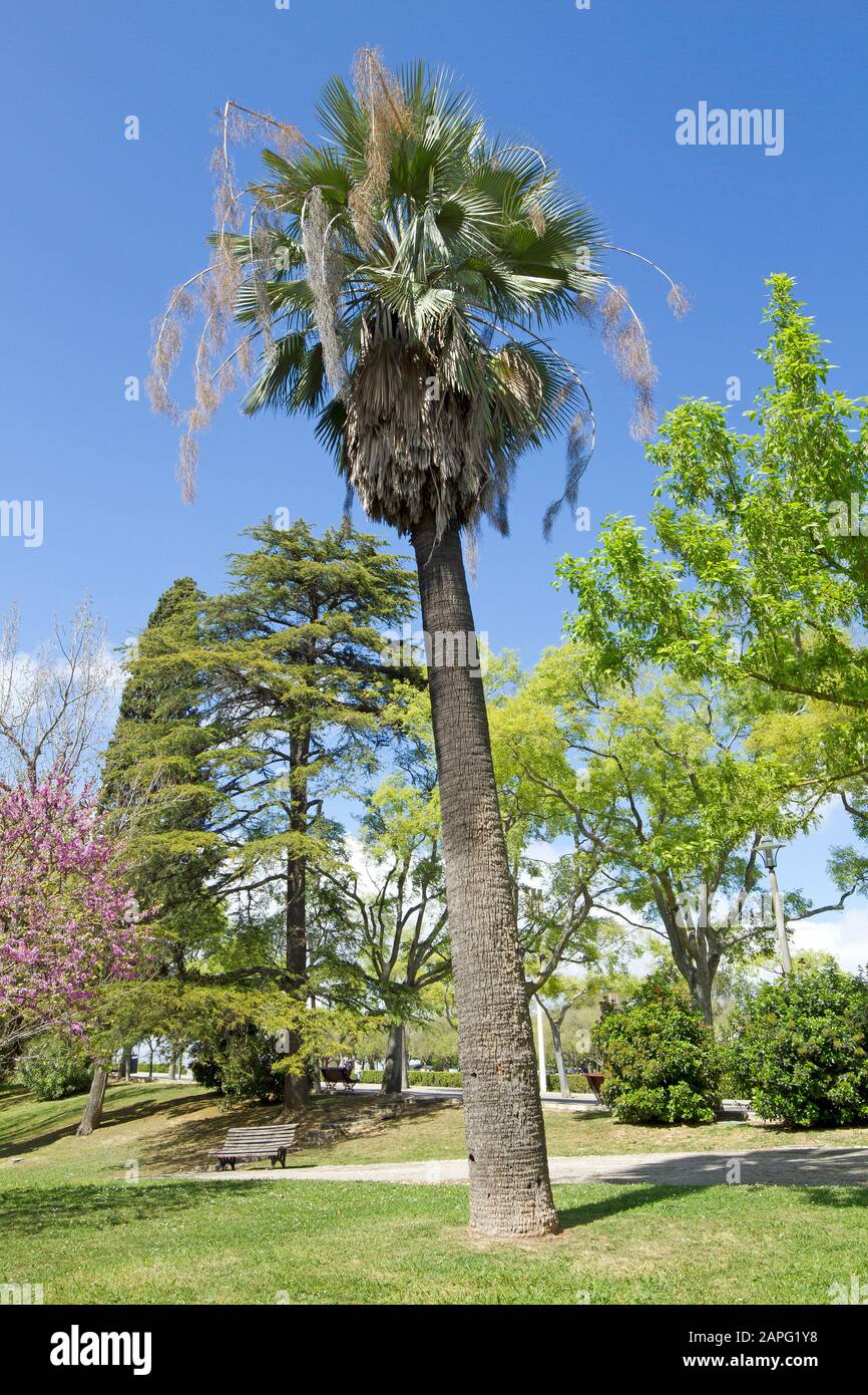 Mexican blue palm (Brahea armata), Parque Eduardo VII, Lisdon, Portugal ...