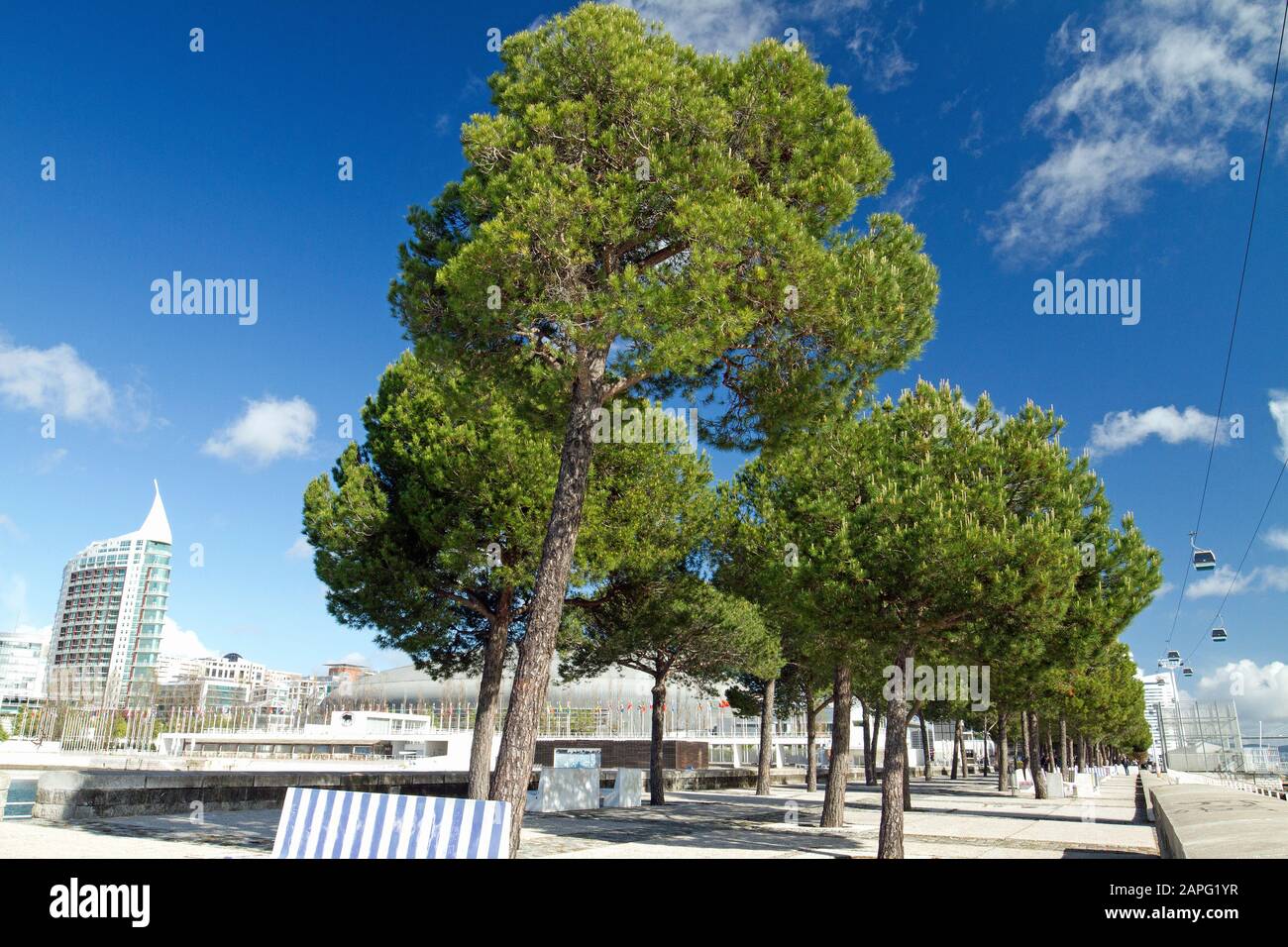 Pinus pinea portugal hi-res stock photography and images - Alamy