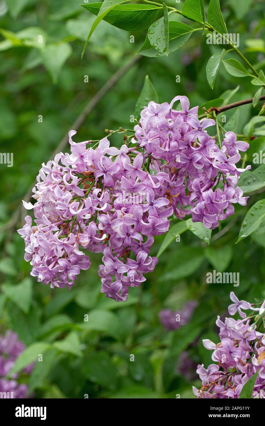 Chinese lilac (Syringa x chinensis) flowers Stock Photo - Alamy