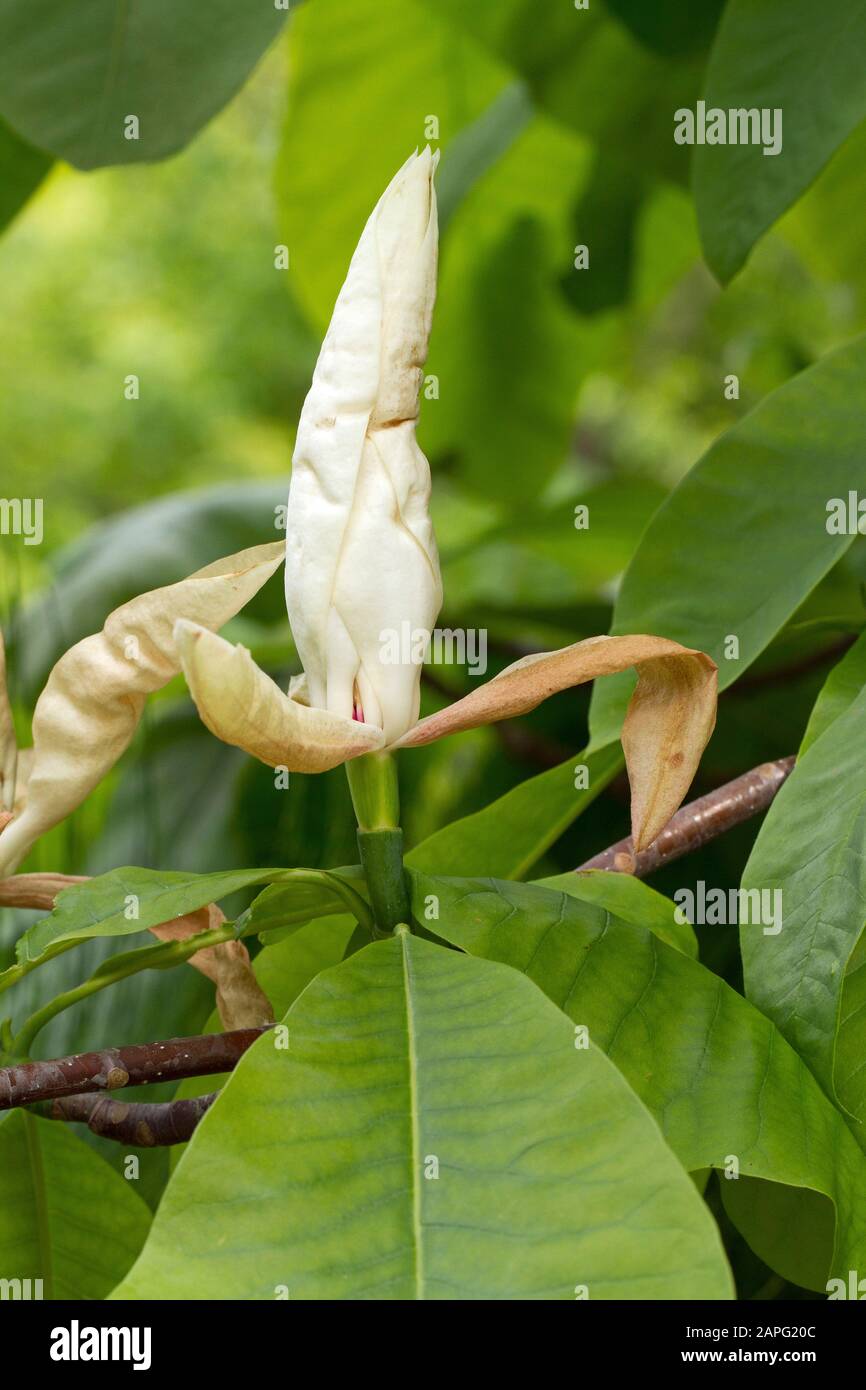 Umbrella magnolia (Magnolia tripetala) flower bud Stock Photo - Alamy