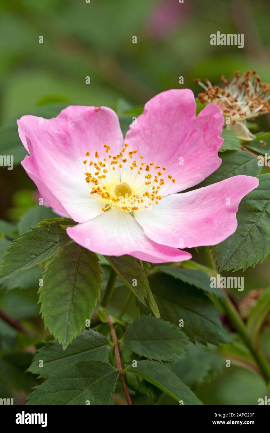 Pillnitzer Vitamin-Rose (Rosa x salaevensis 'PiRo3' Stock Photo - Alamy
