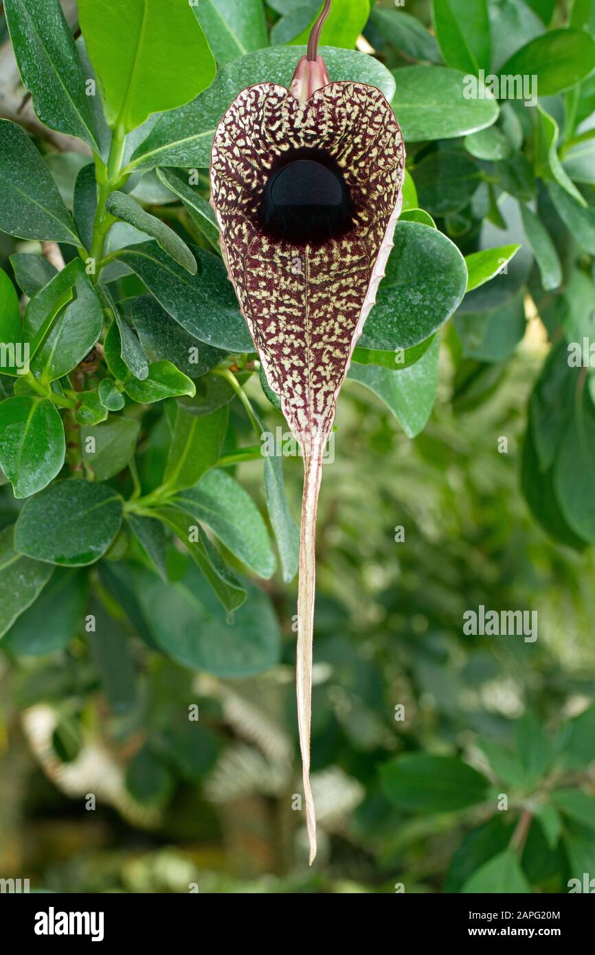 Pelican flower (Aristolochia grandiflora) flower Stock Photo - Alamy