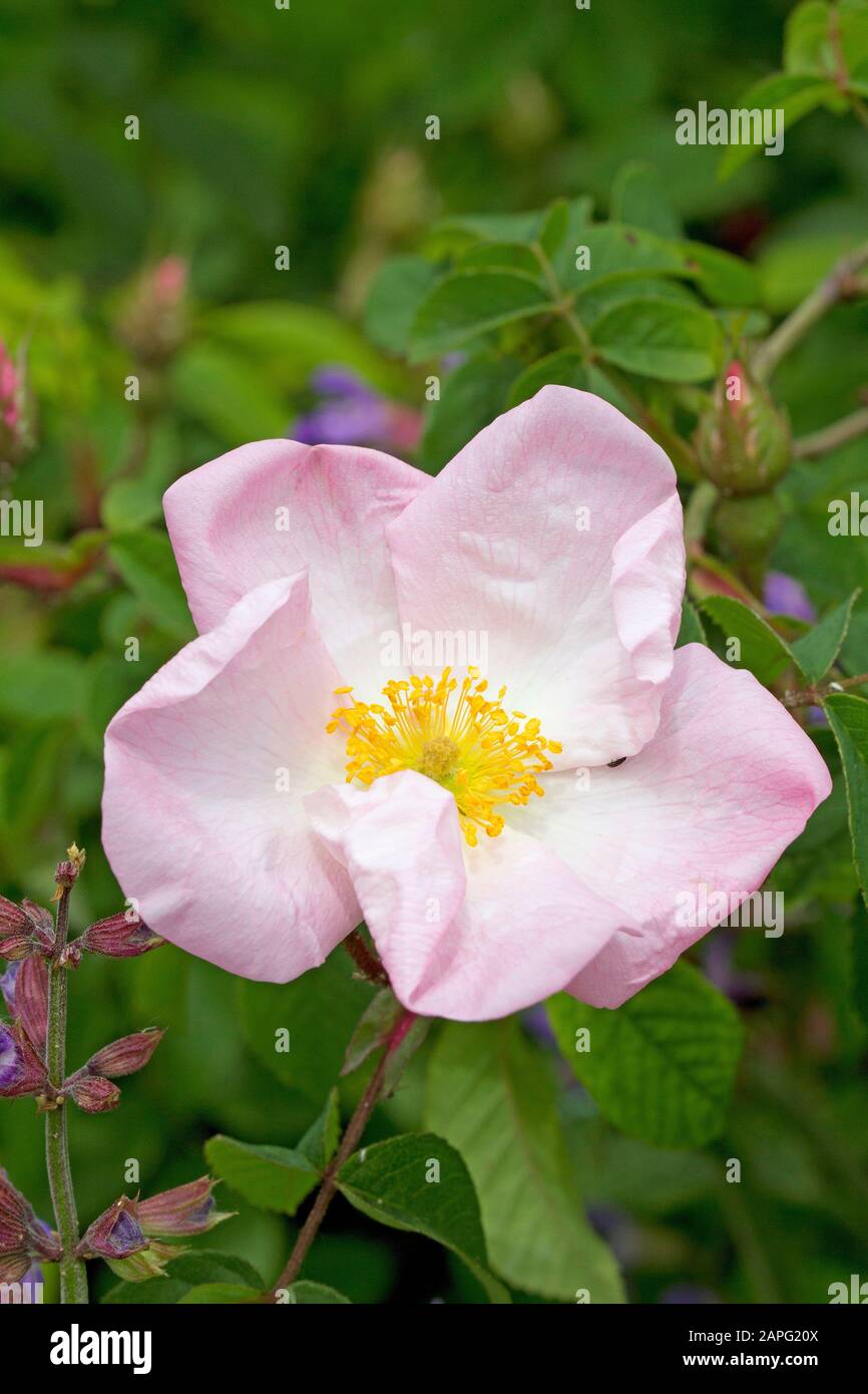 Wild form of French rose (Rosa gallica Stock Photo - Alamy