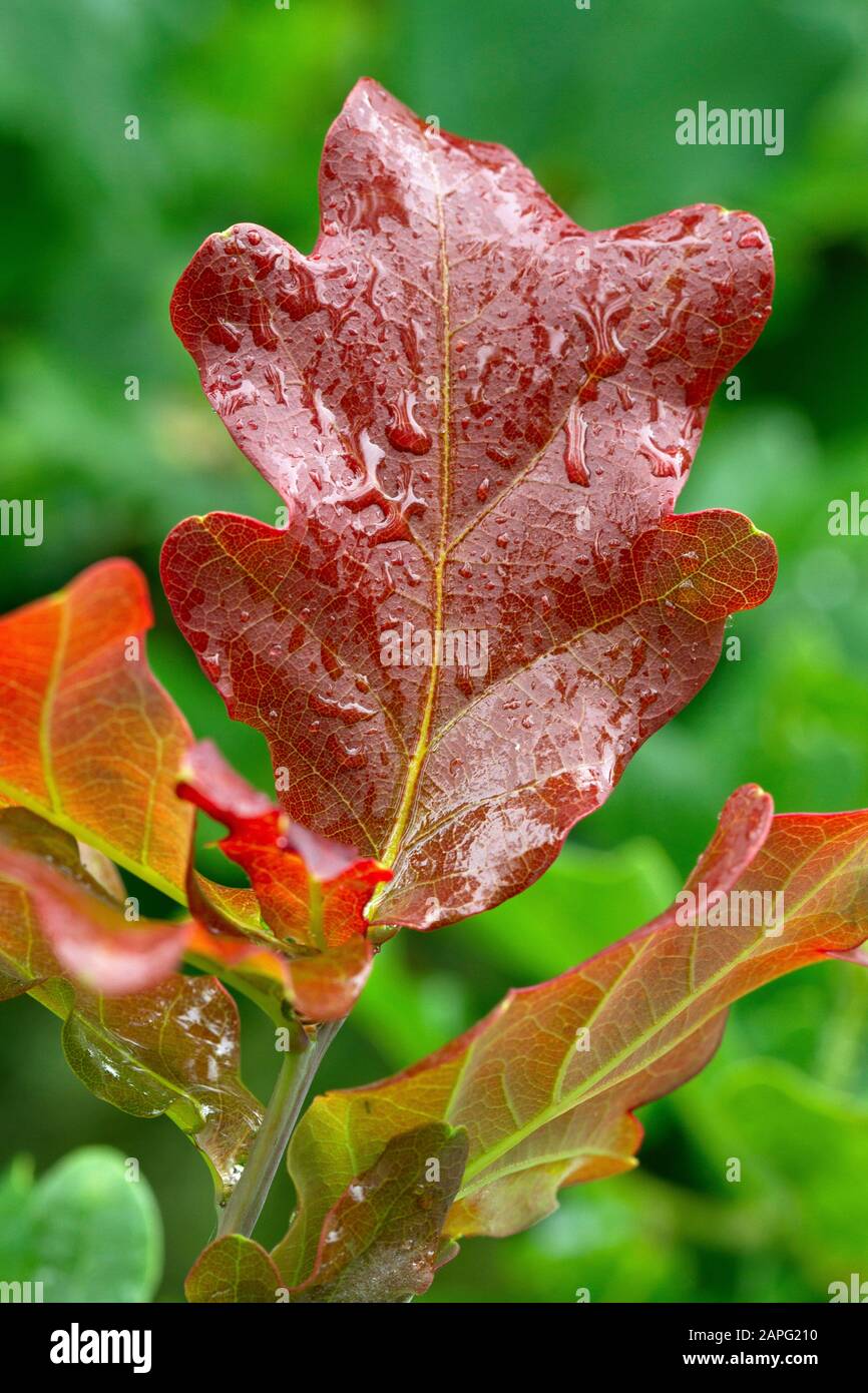 Young reddish leaf (due to anthocyanins) of bach Oak (Quercus robur ...