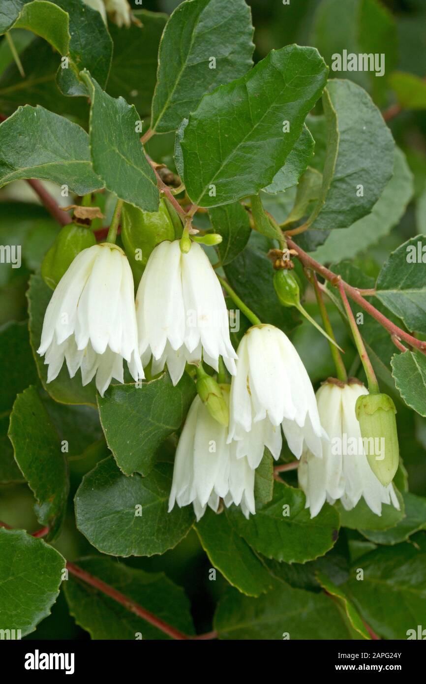 White lantern tree (Crinodendron patagua) flowers Stock Photo - Alamy