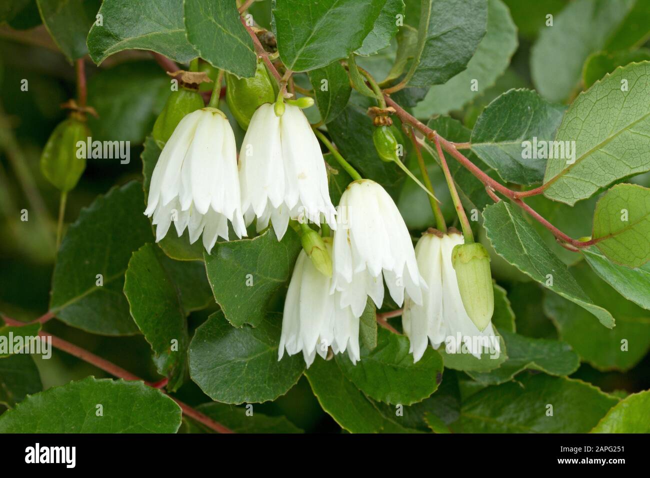 White lantern tree (Crinodendron patagua) flowers Stock Photo - Alamy