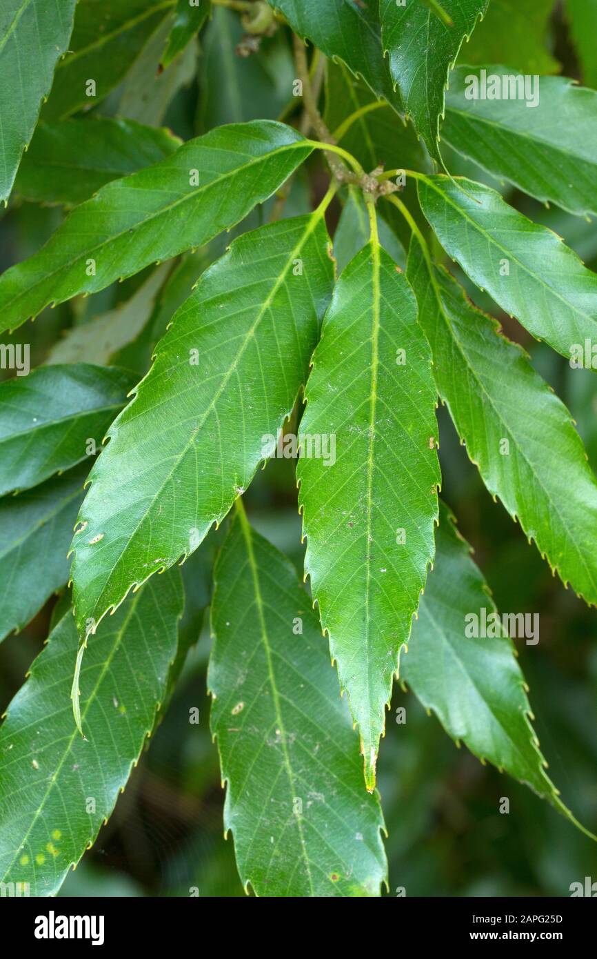 Arisan oak (Quercus stenophylloides Stock Photo - Alamy