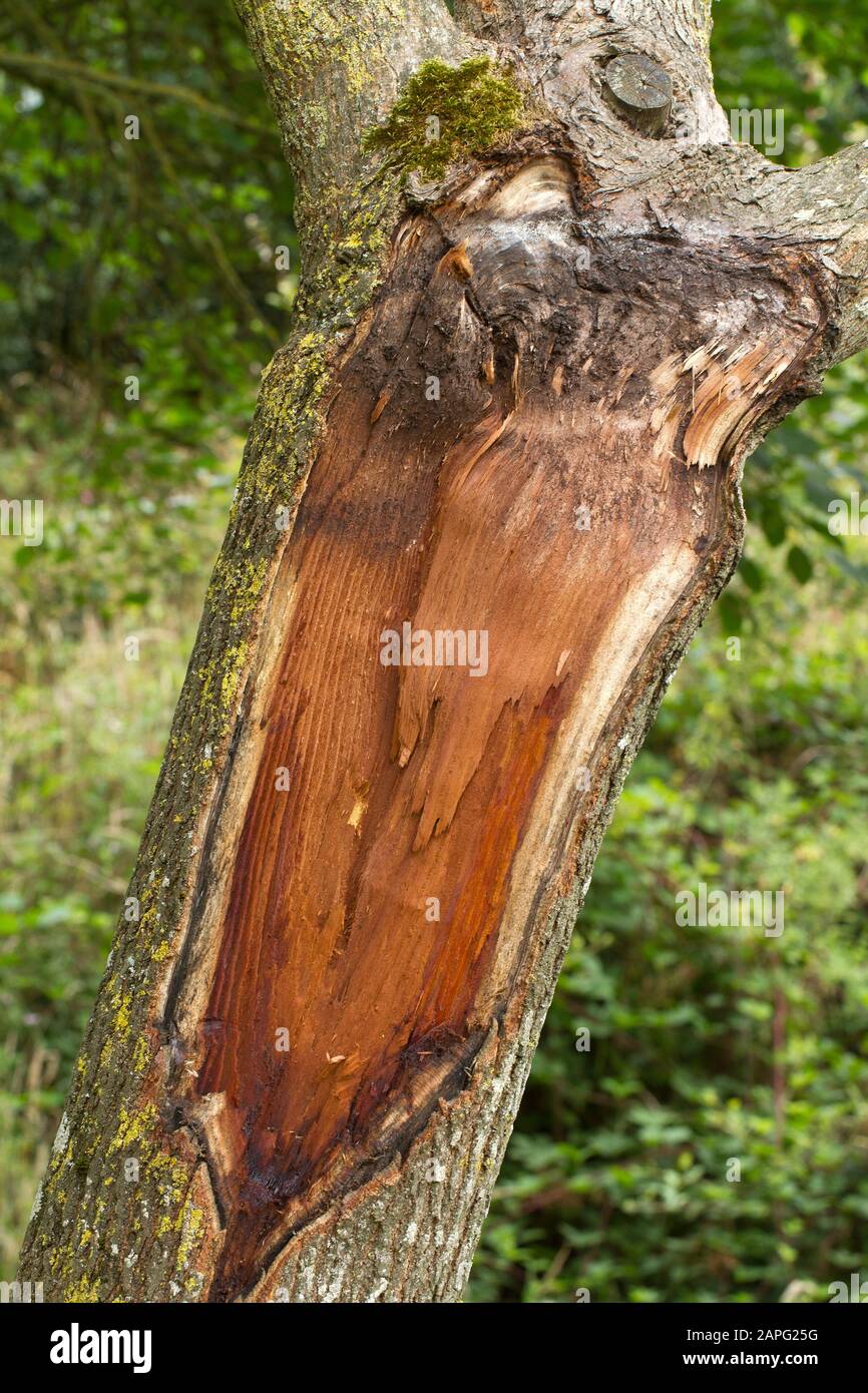 included bark and branch torn on a white mulberry (Morus alba Stock ...