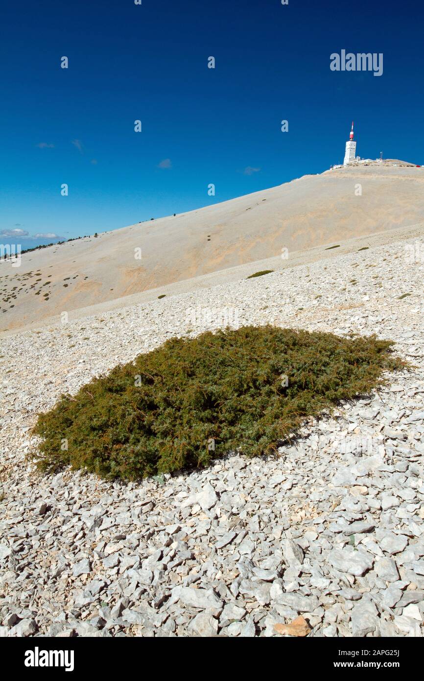 Juniper species hi-res stock photography and images - Alamy