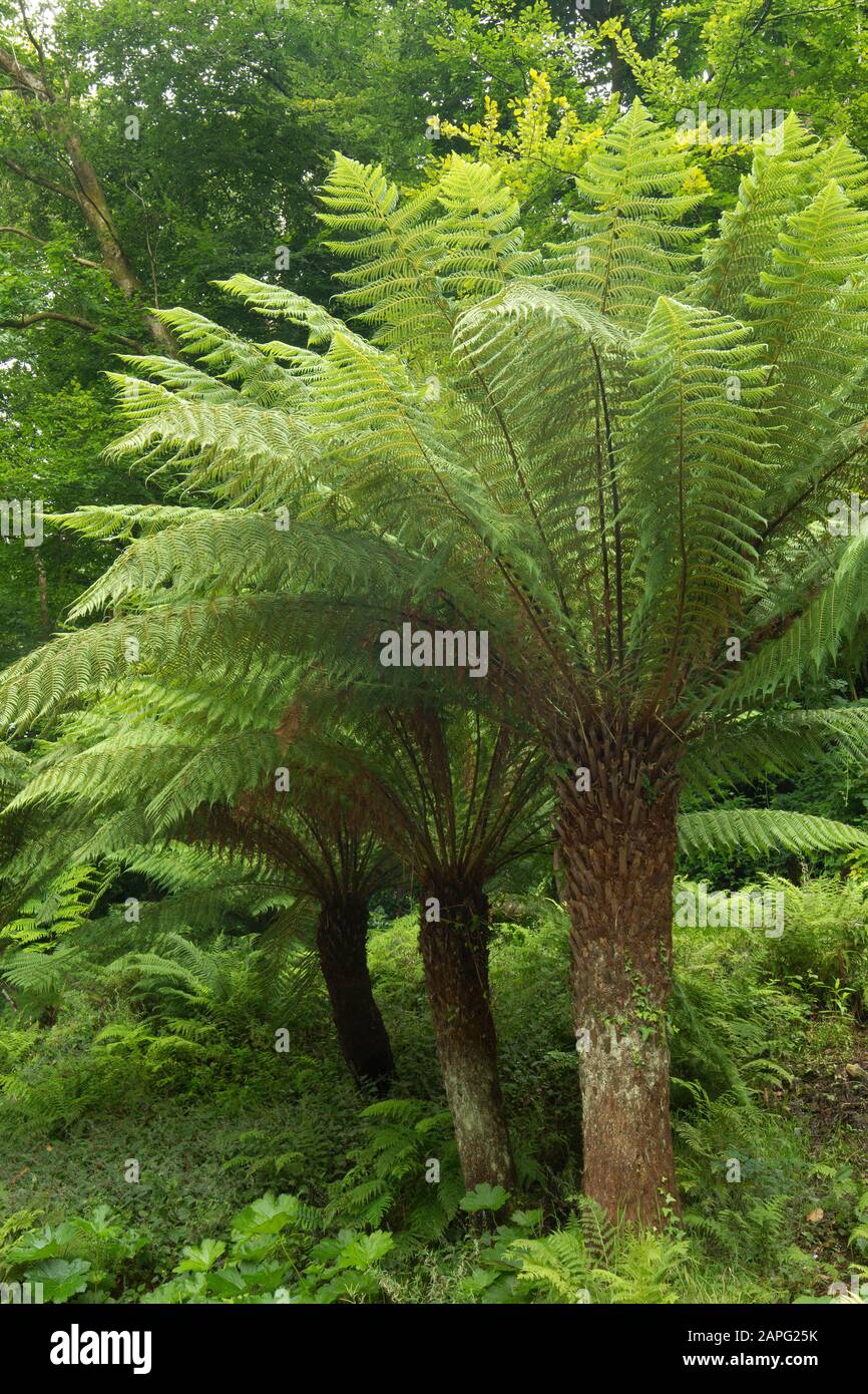 Soft tree fern (Dicksonia antartica Stock Photo - Alamy