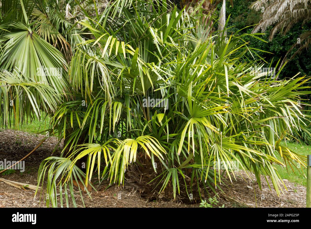 Needle palm (Rhapidophyllum hystrix Stock Photo - Alamy
