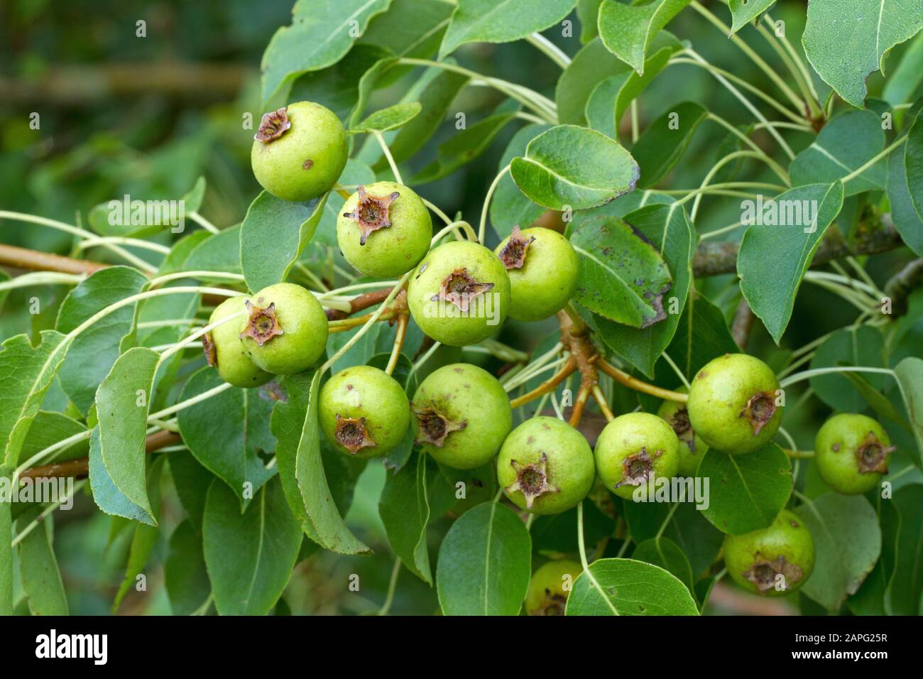 Wild pear (Pyrus pyraster) Syn.: Pyrus communis subsp. pyraster Stock ...